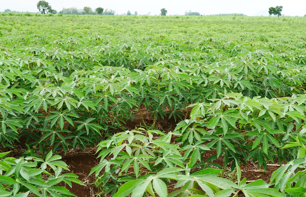 Culture du manioc : un rempart stratégique pour la souveraineté ...